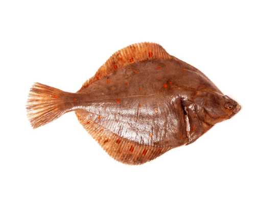 Citrus Grilled Plaice – Marisco Fish Ltd Cornwalls finest seafoods