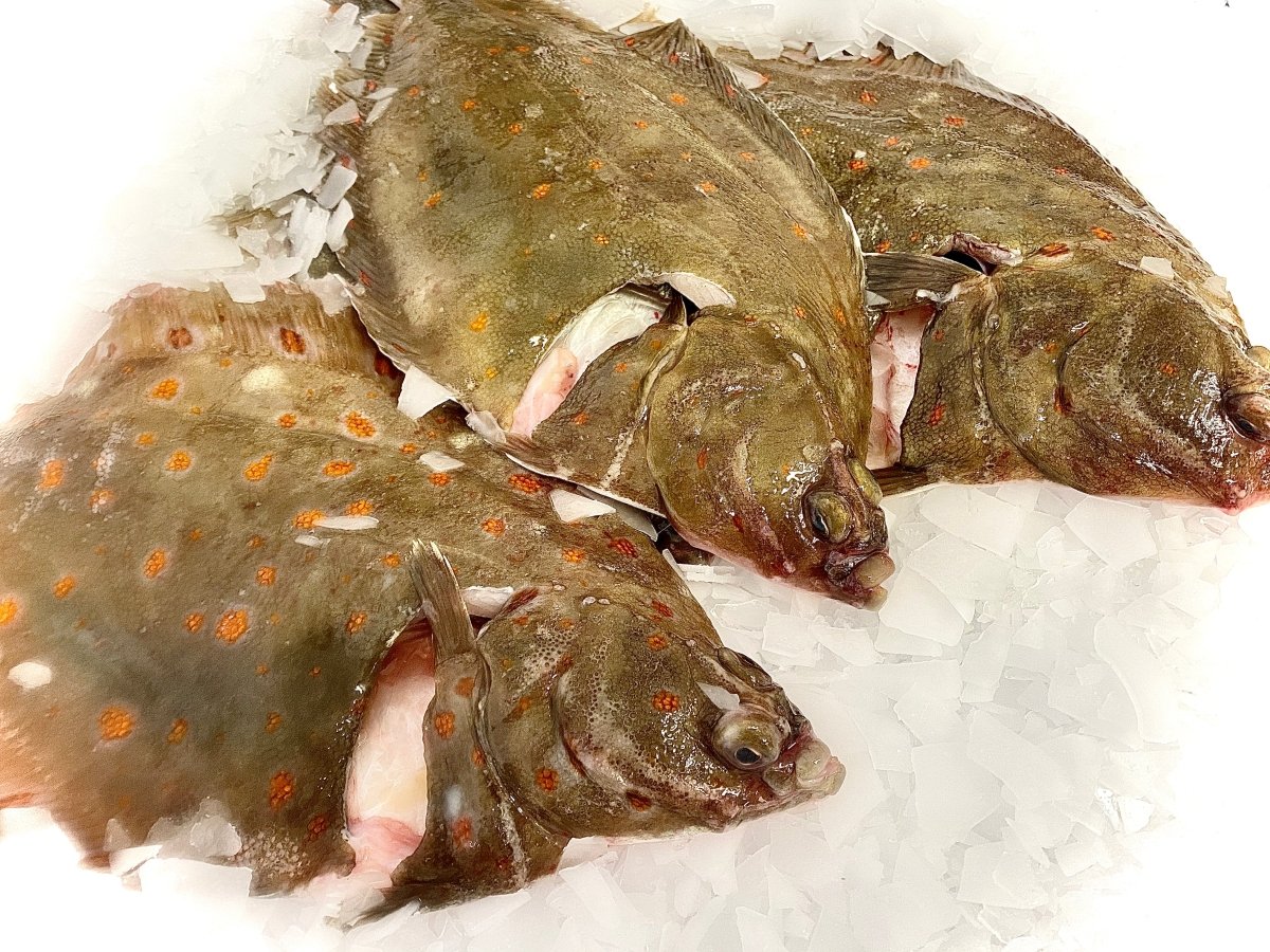 Cornish Plaice Fillet | Marisco Fish Ltd – Marisco Fish Ltd Cornwalls ...