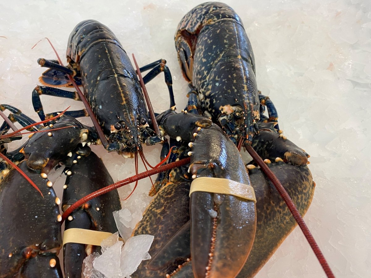 Fresh Cornish Lobster | Marisco Fish Ltd – Marisco Fish Ltd Cornwalls ...