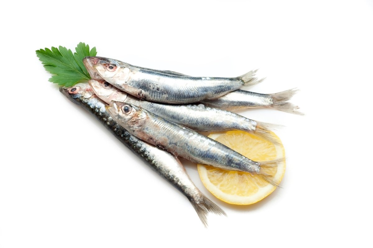 Fresh Cornish Sardines | Marisco Fish Ltd – Marisco Fish Ltd Cornwalls ...